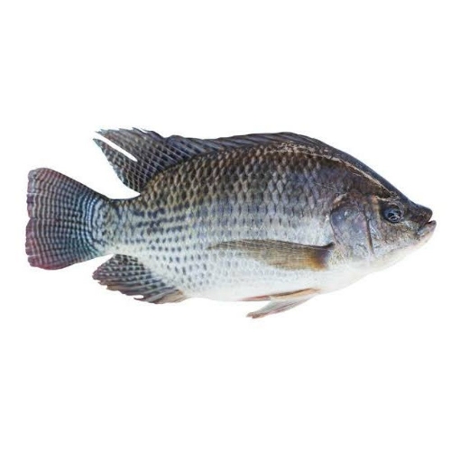 Tanzir Agro Complex | Processed, Blast Frozen, IQF, and Ready-to-Cook ...