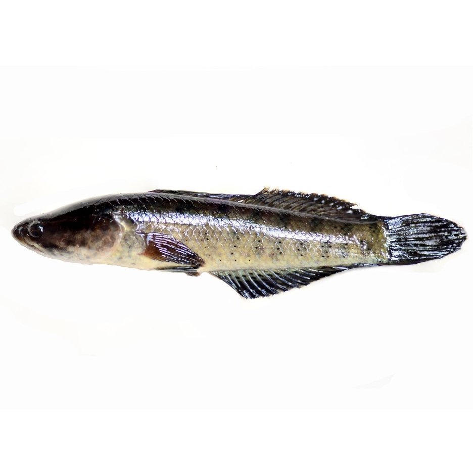 Tanzir Agro Complex | Processed, Blast Frozen, IQF, and Ready-to-Cook ...