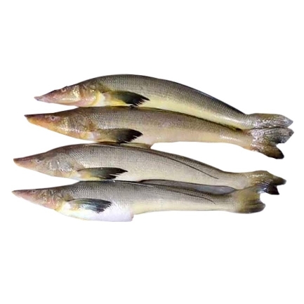Tanzir Agro Complex | Processed, Blast Frozen, IQF, and Ready-to-Cook ...